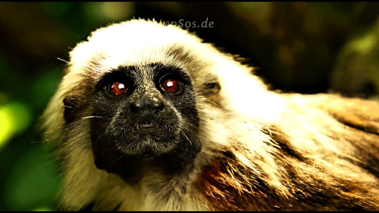 Super Cute Monkey Communication in Singapore - YouTube