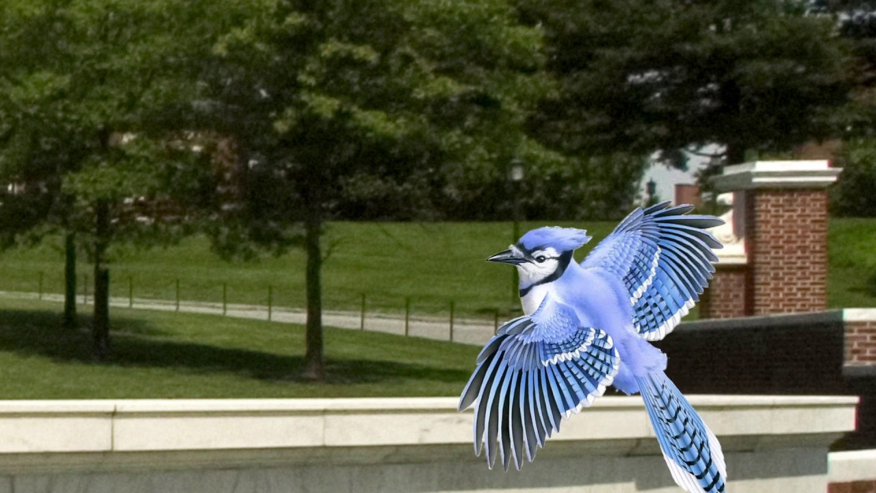 Blue jays - YouTube