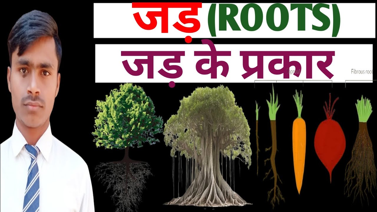 Roots in hindi|types of roots in hindi|जड़|जड़ के प्रकार|jad|jad ke ...