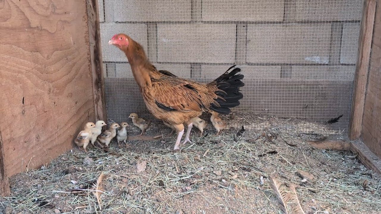 Brazilian Pumpkin Hen, first hatch 2025. - YouTube