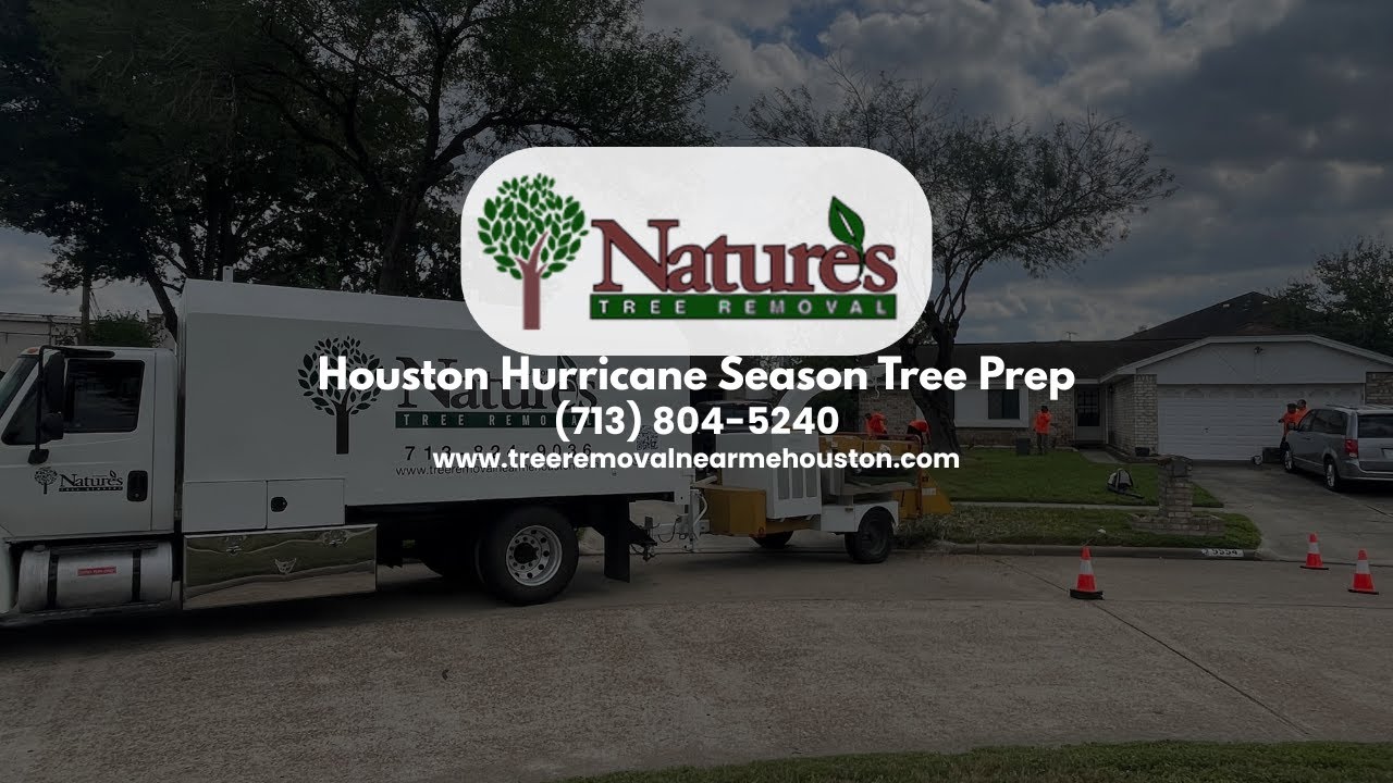 Houston Hurricane Season Tree Prep | Professional Tree Service ...