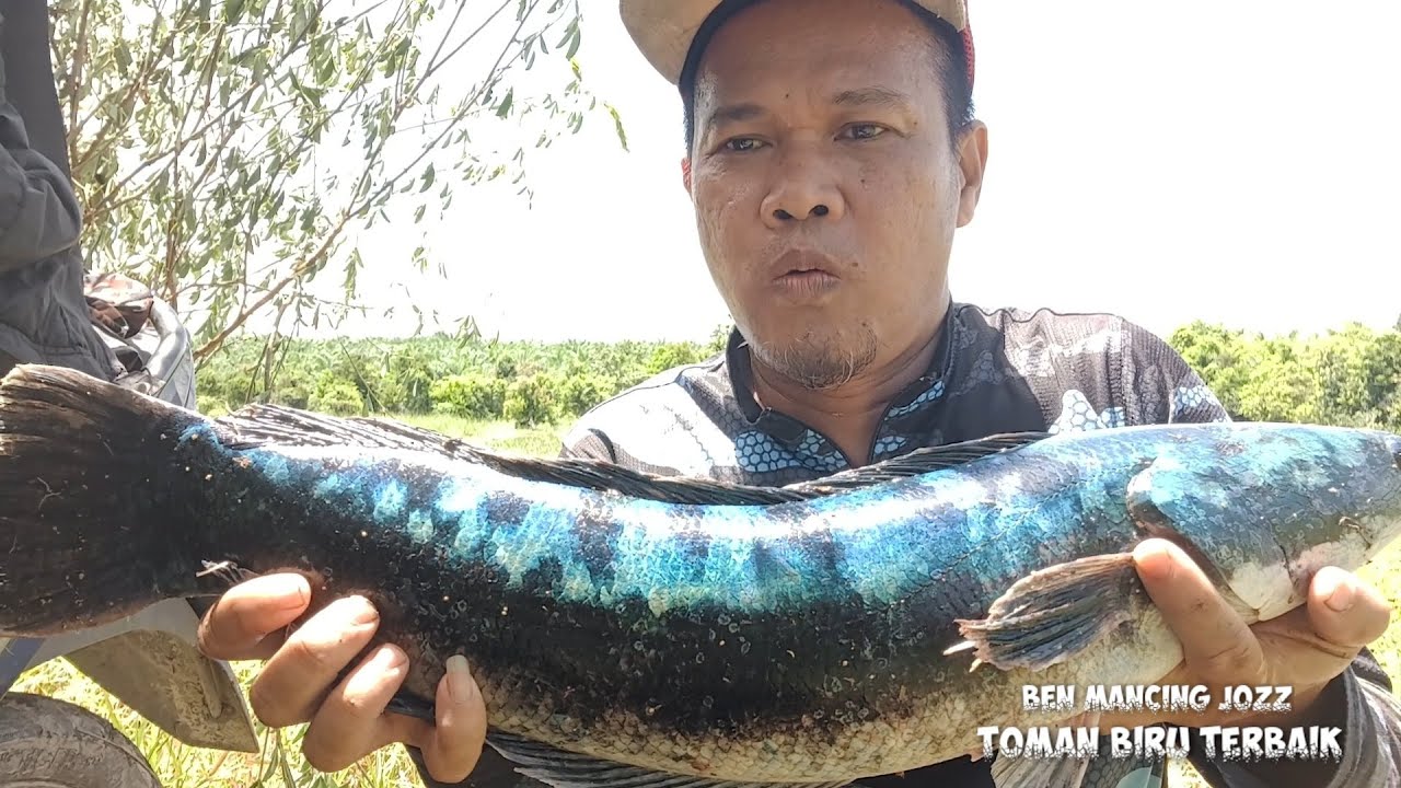 UMPAN DAGING AYAMKU DIMAKAN IKAN TOMAN BERWARNA BIRU BESAR !! - YouTube