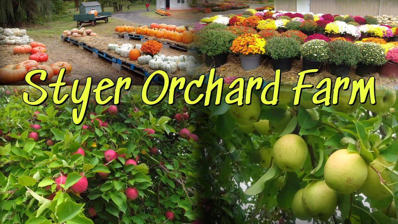 Styer Orchard Farm / Apples Farm / Styer Orchard - YouTube