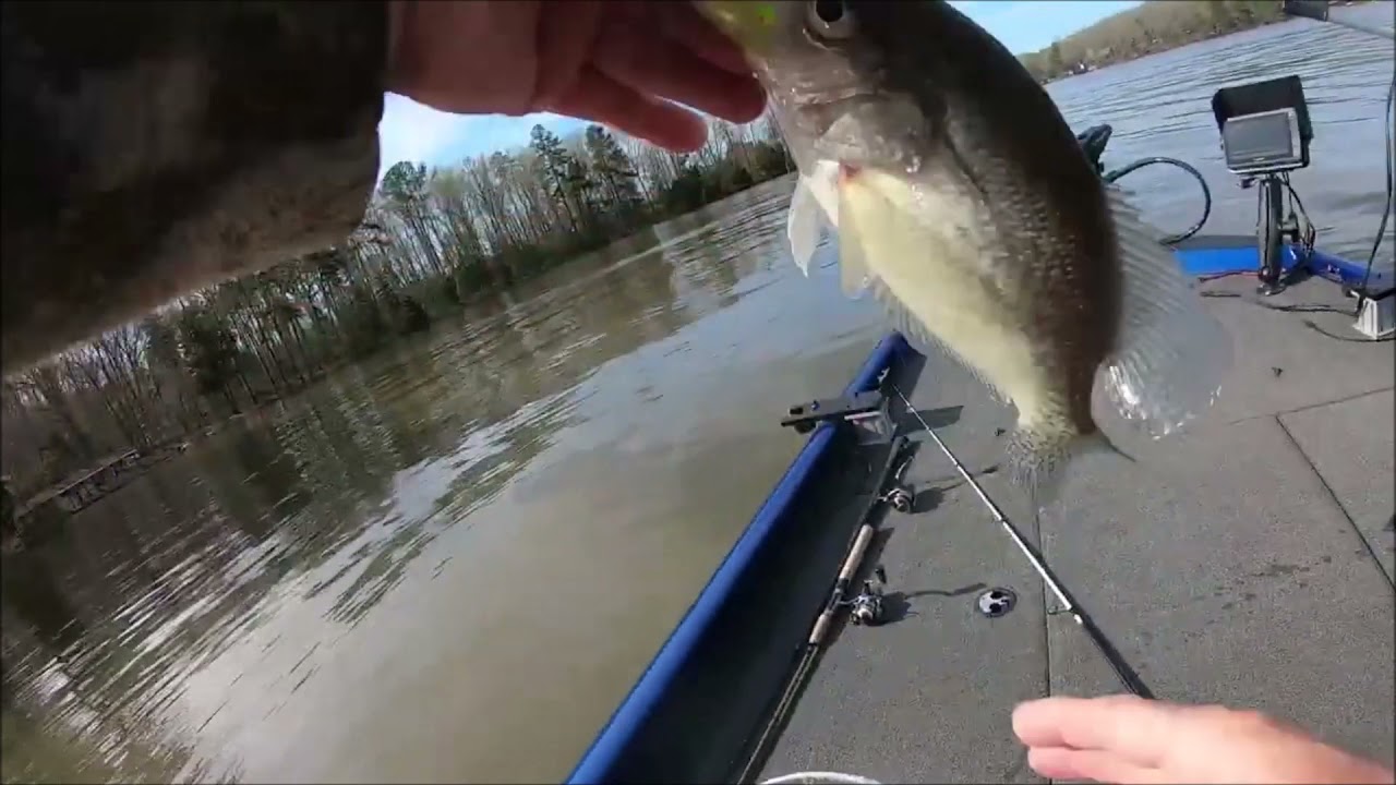 Sunshine Tadpole Bait by Lake Country Baits - YouTube
