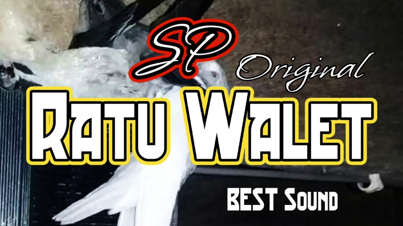 Sp.Ratu Walet || Walet putih - YouTube