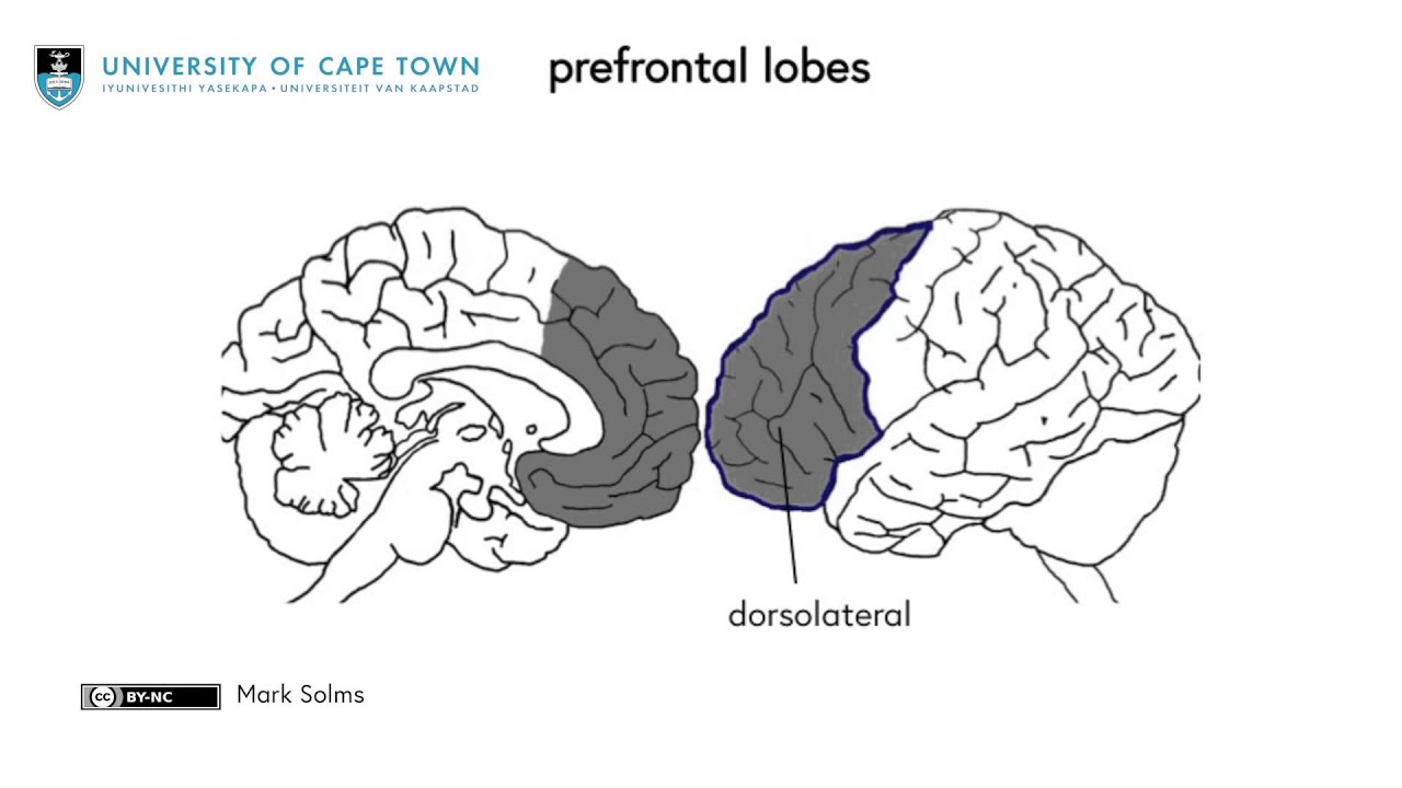 What is the philosophical concept of free will? - YouTube