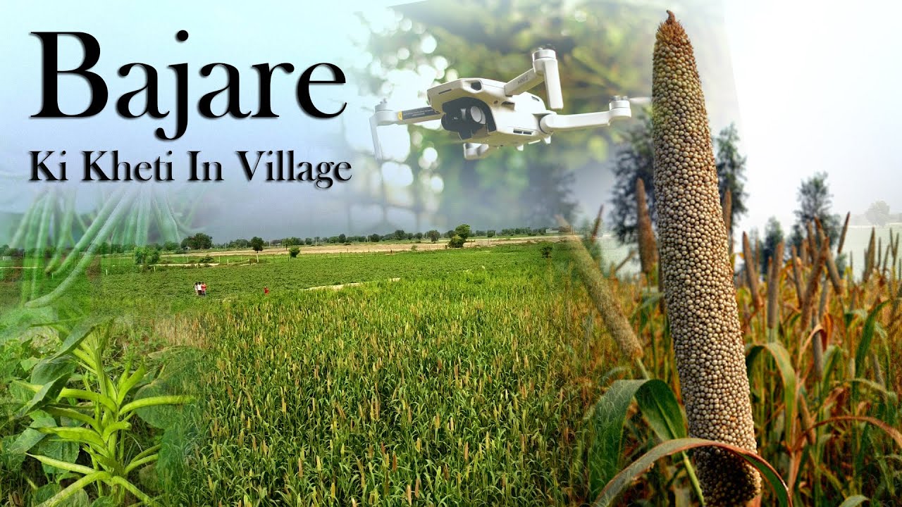 mung bajari gwar ki fasal in Village ariya मूंग बाजरी मूंग गवार की फसल ...