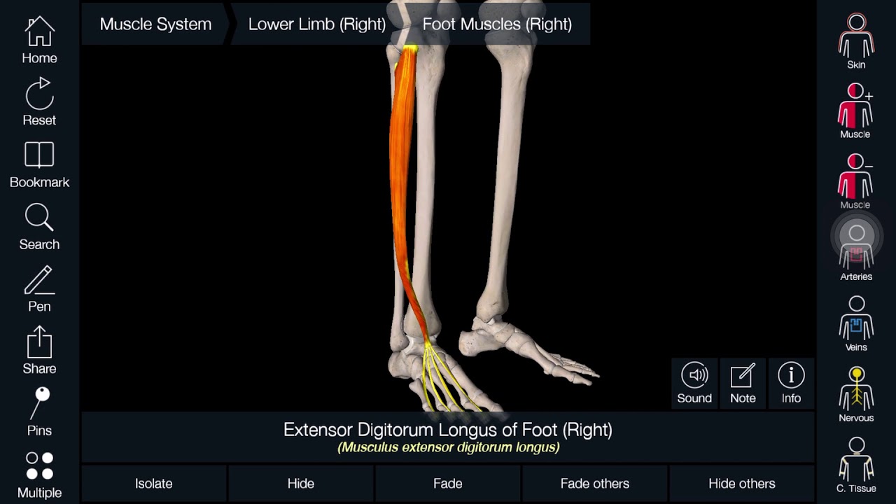Extensor Digitorum Longus (Foot) - YouTube