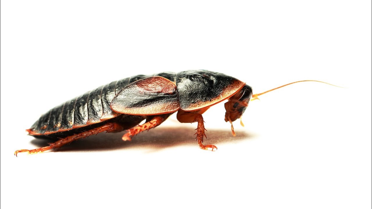Great and Gross Cockroaches - YouTube