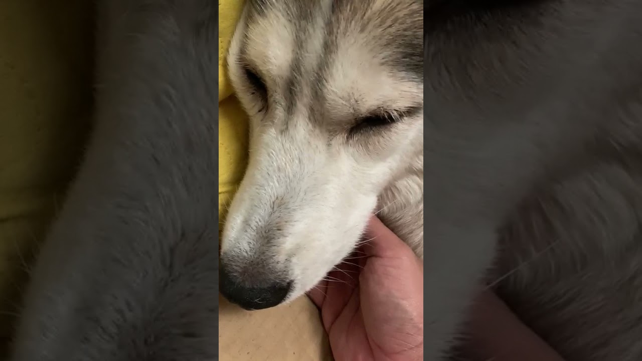 TIRED HUSKY DOG - YouTube