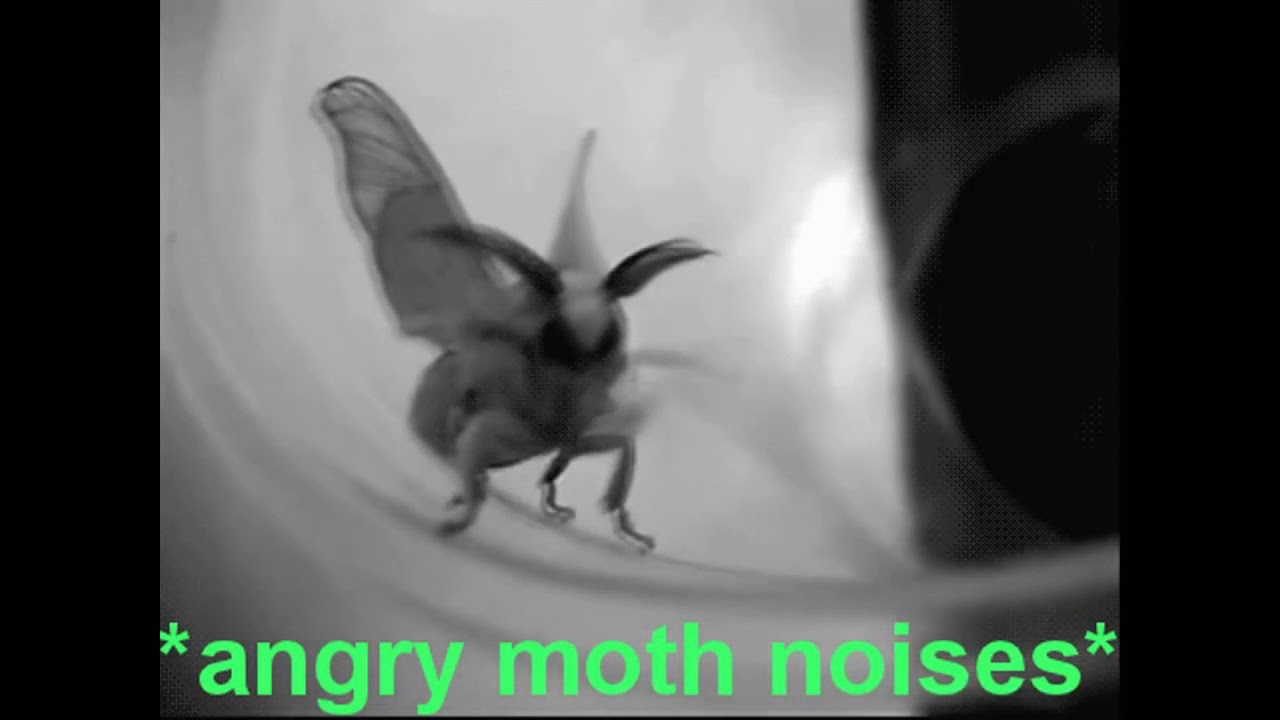 [LOUD] *Angry Ear Rape Moth Noises* - YouTube
