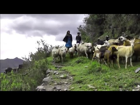 Perdón de hijo - Película Completa (oficial)