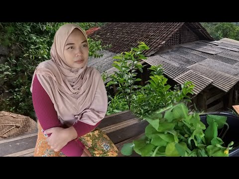 MUTIA - JANDA MISKIN YANG TINGGAL DI RUMAH MILIK ORANG LAIN NEKAD INGIN MENGADU NASIB PERGI KE KOTA