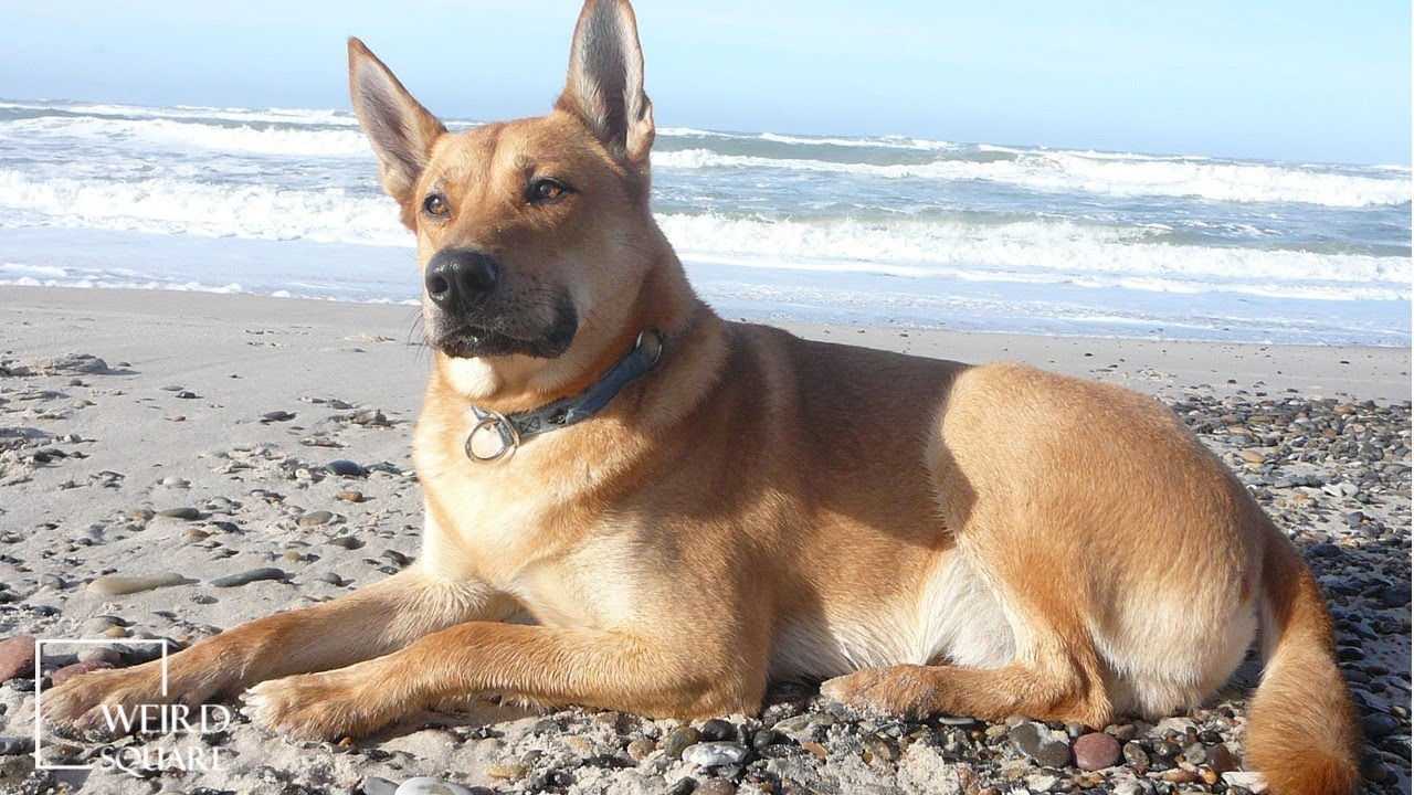 Carolina Dog Howling 101 Barking Puppies talking Jumping Training Mix ...