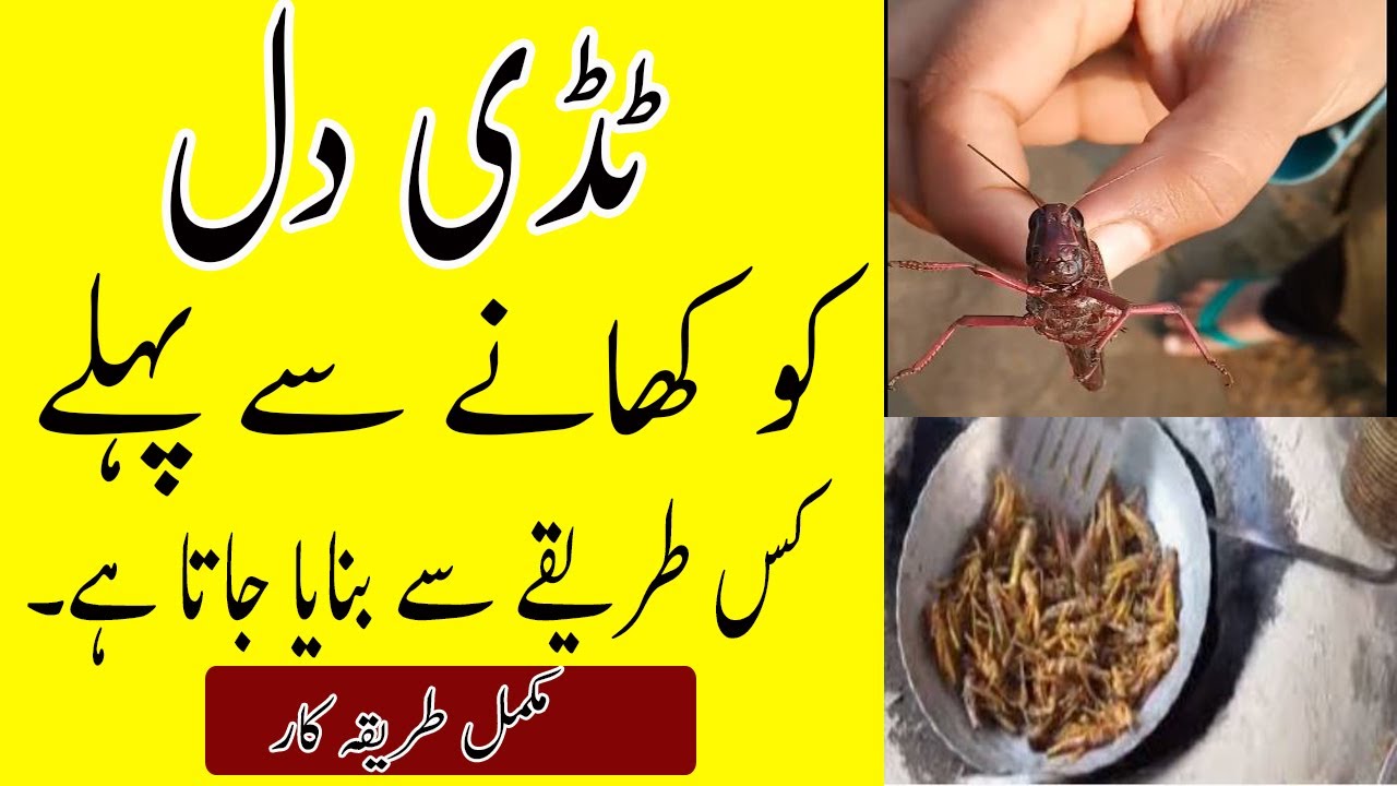 How to make Tidi Dil(Locusts) for eatable | Tidi Dil Fry - YouTube