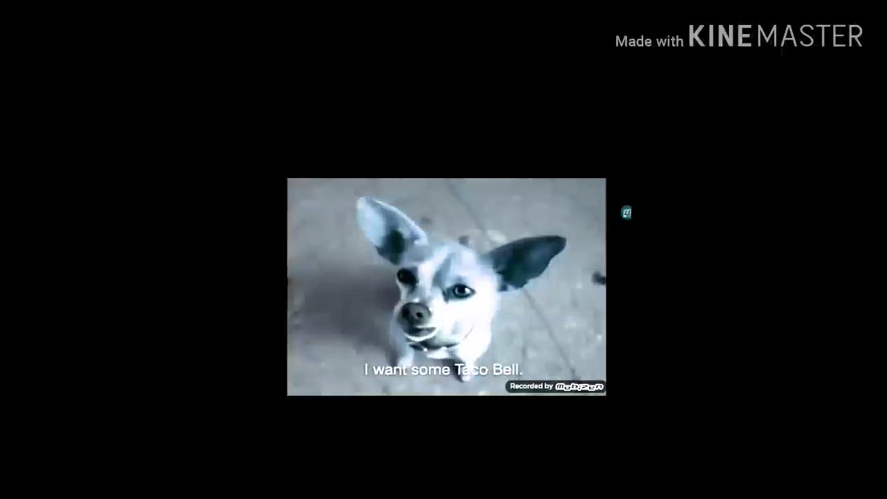 Angry taco dog (A joke) - YouTube