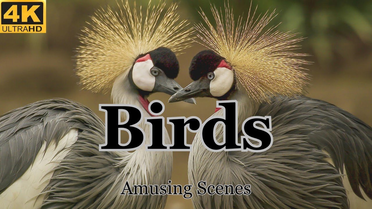 Birds Of The World 4k - Beautiful Bird Sound Of Rainforest | Jungle ...