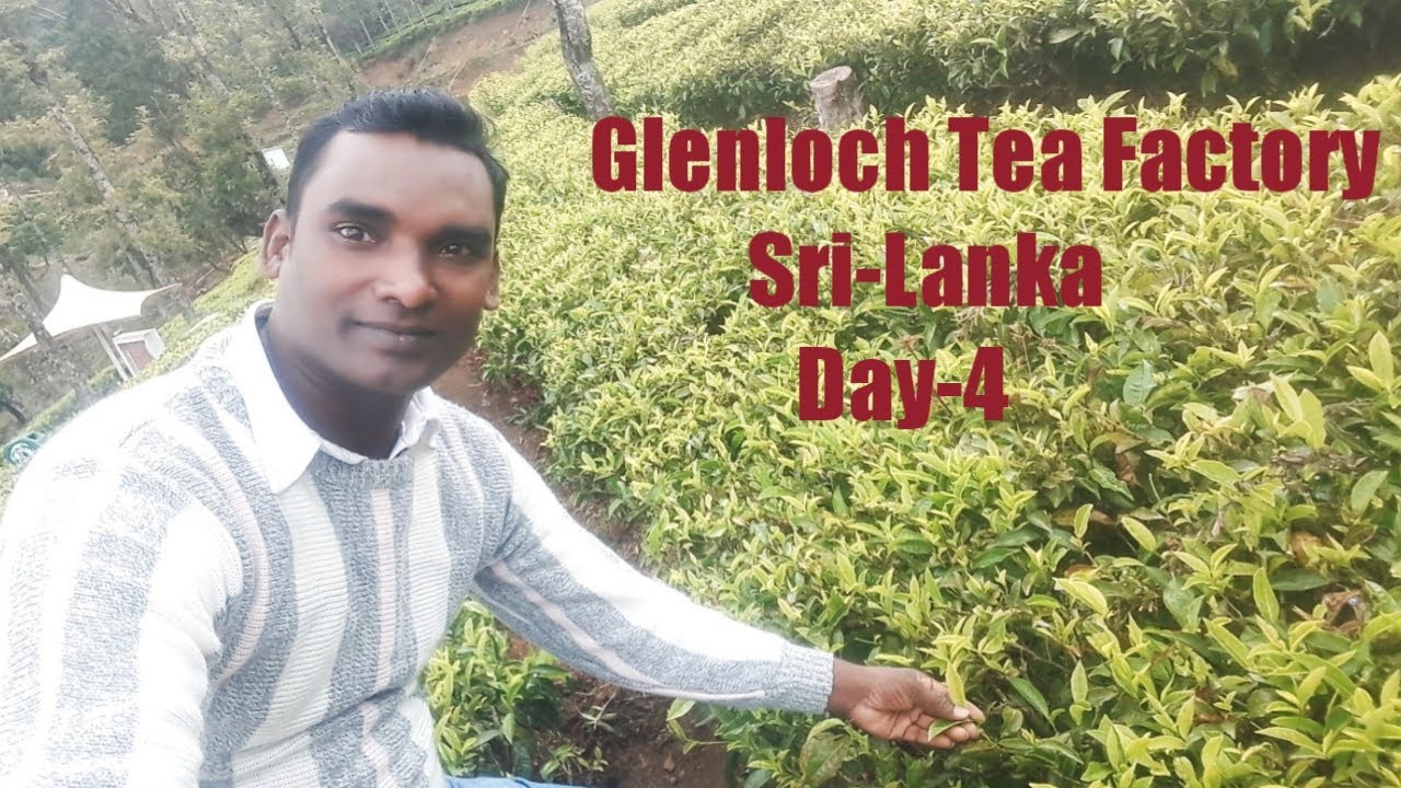 GLENLOCH TEA FACTORY AND PLANTATION SRI-LANKA. - YouTube