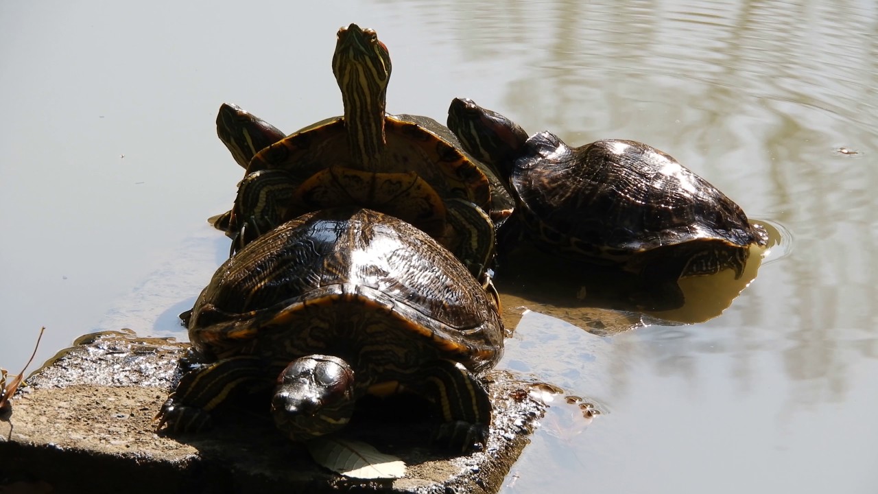 turtle 亀 A turtle in Japan. - YouTube