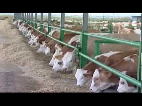 Stratejik Plan Sinevizyon Filmi