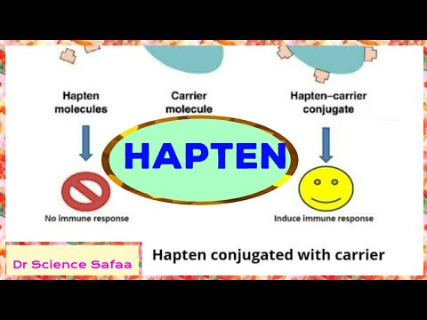 hapten terminology #hapten #immunology #immunology_basis - YouTube