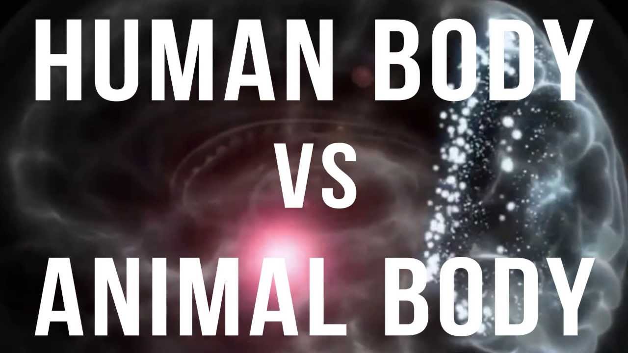Human Body vs Animal Body - YouTube