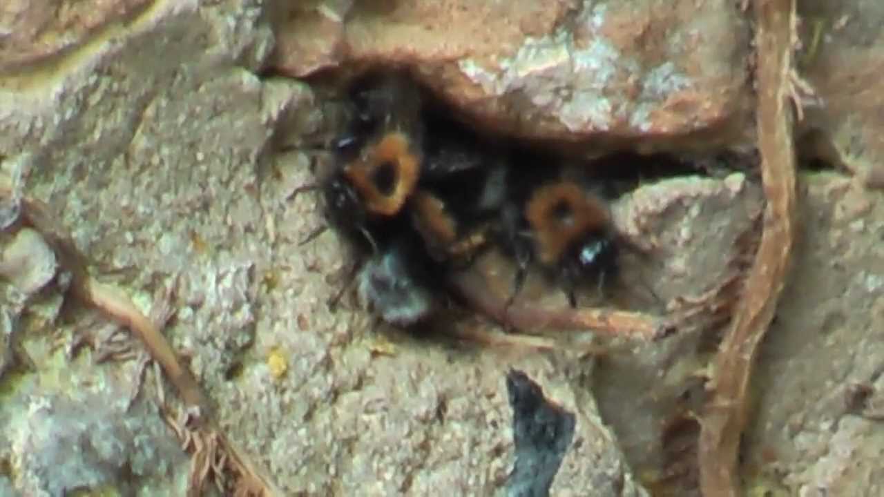 Tree bumblebee nest (Bombus hypnorum) - YouTube