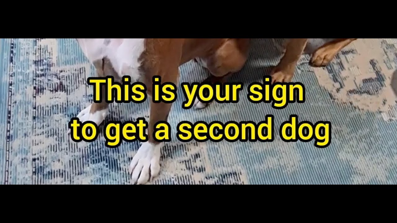 This is your sign to get a second dog! - YouTube
