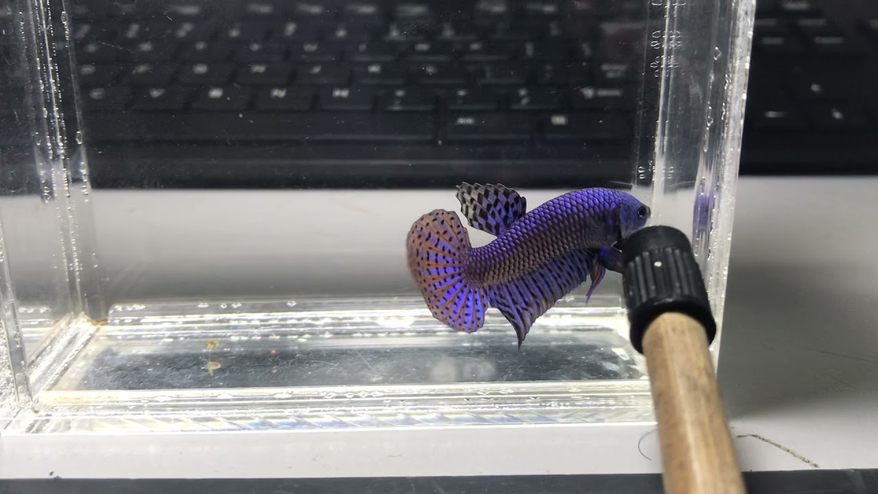 alien wild betta spade tail - YouTube