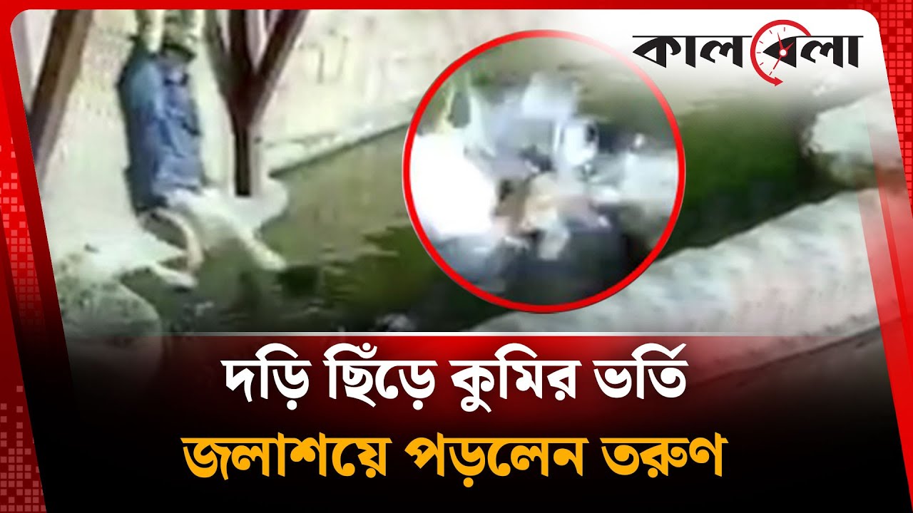 দড়ি ছিঁড়ে কুমির ভর্তি জলাশয়ে পড়লেন তরুণ, অতঃপর... | USA | Florida | Crocodile | Kalbela ...