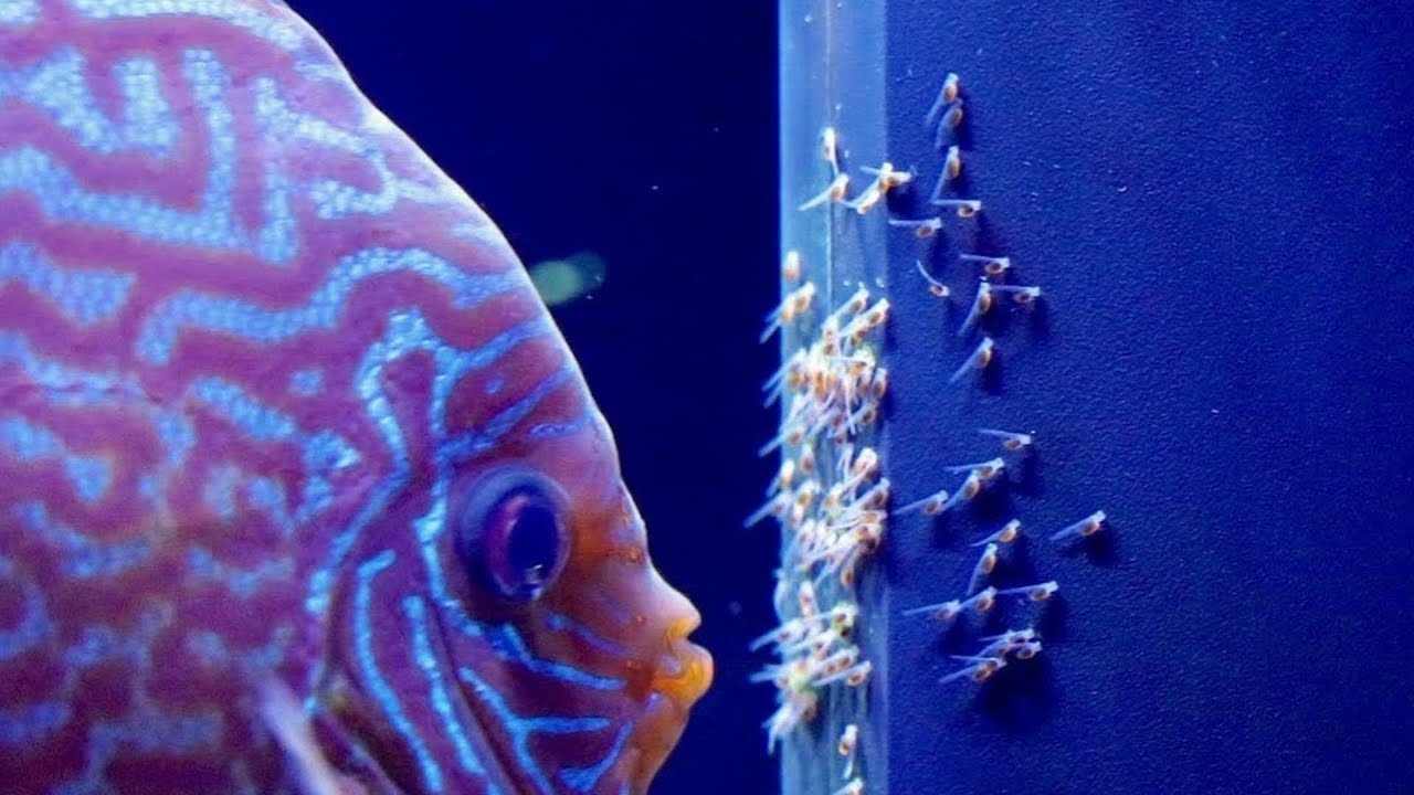 Discus Babies / Wrigglers in my 120 Gallon Discus Fish Tank | Juwel Rio ...