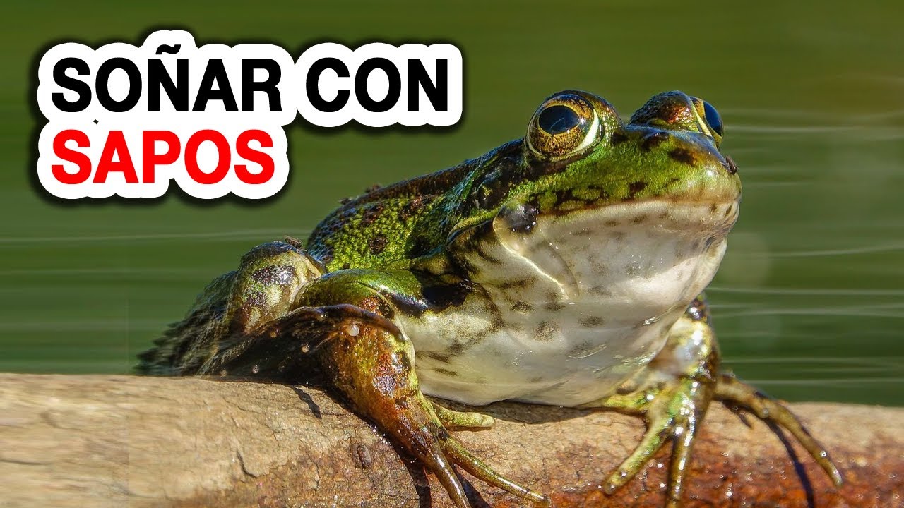 Soñar con sapos - YouTube