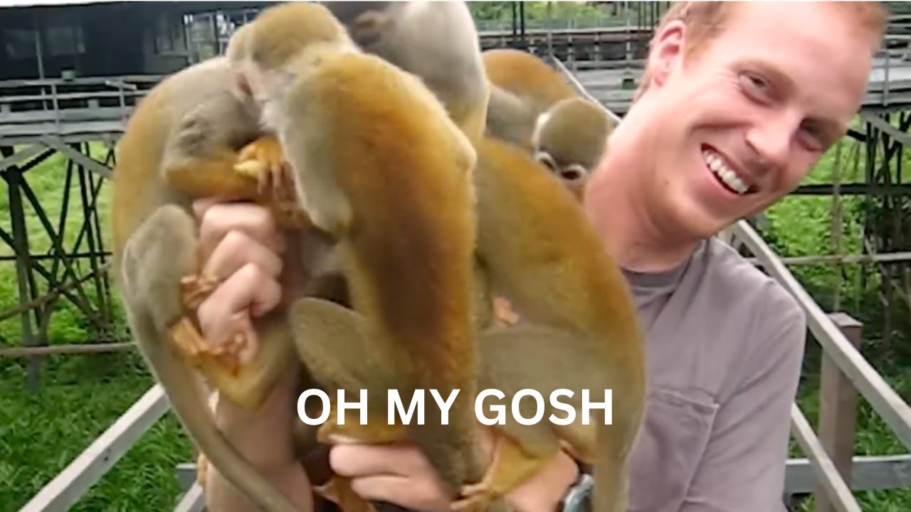 funny ANIMAL fails compilation video try not to laugh 2023 #failarmy ...