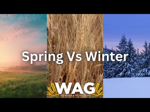 What Is The Difference Between Winter And Spring Wheat Berries