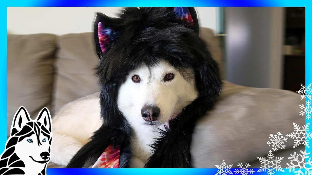 HOWLING HUSKIES | Celebrating 400k with a Spirithoods Giveaway - YouTube