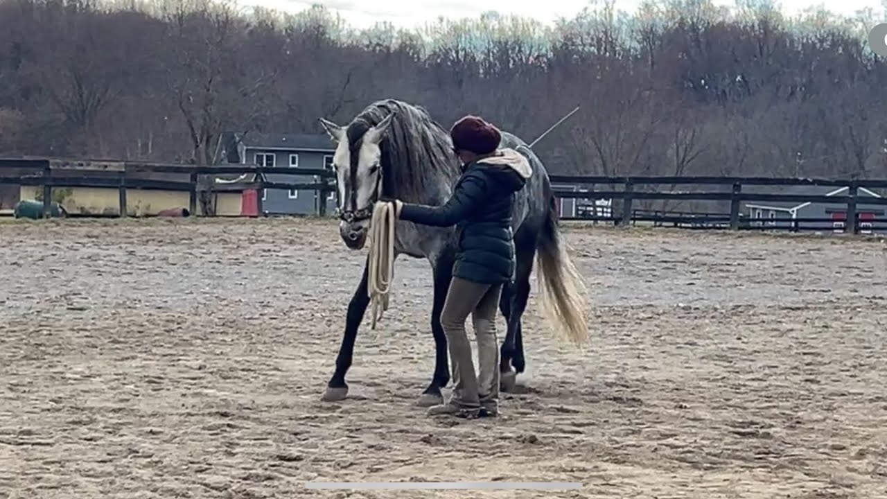 Equine Top Line Development - YouTube