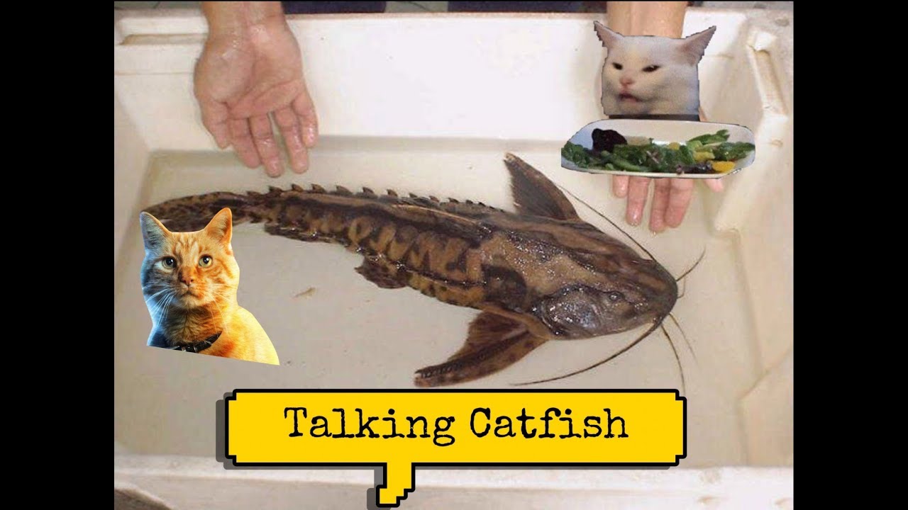 ประวัติป.ปลา EP:1 | ปลาทอล์คกิ้งแคทฟิช (ปลาแมวขี้บ่น) TALKING CATFISH ...