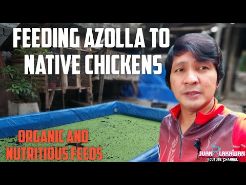 FEEDING AZOLLA TO NATIVE CHICKENS | Organically Nutritious Fodder - YouTube