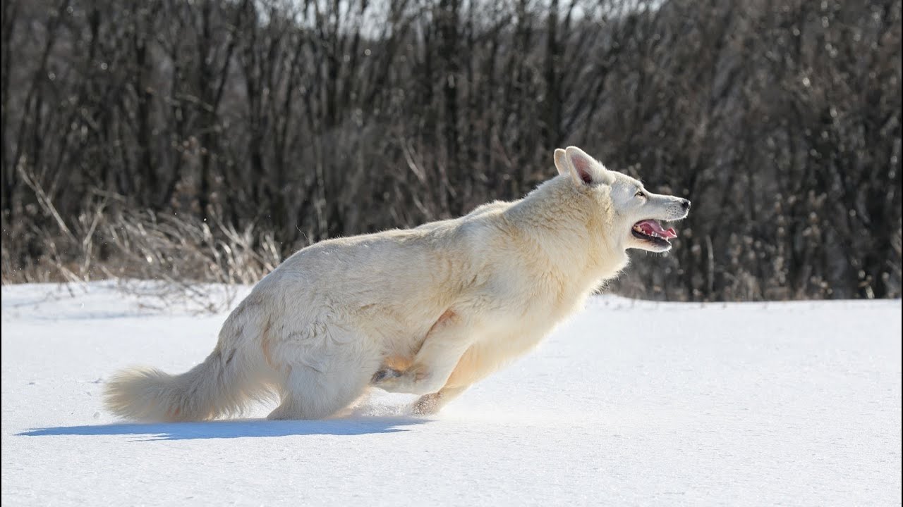 White Swiss Shepherd: Friendliness, Guard Dog Traits, and Common Issues ...