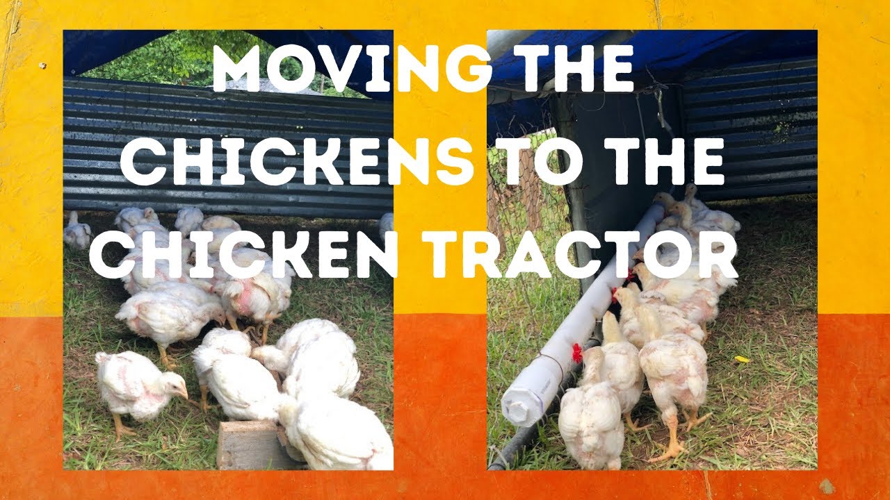 Meat chicken moving day!!!! - YouTube