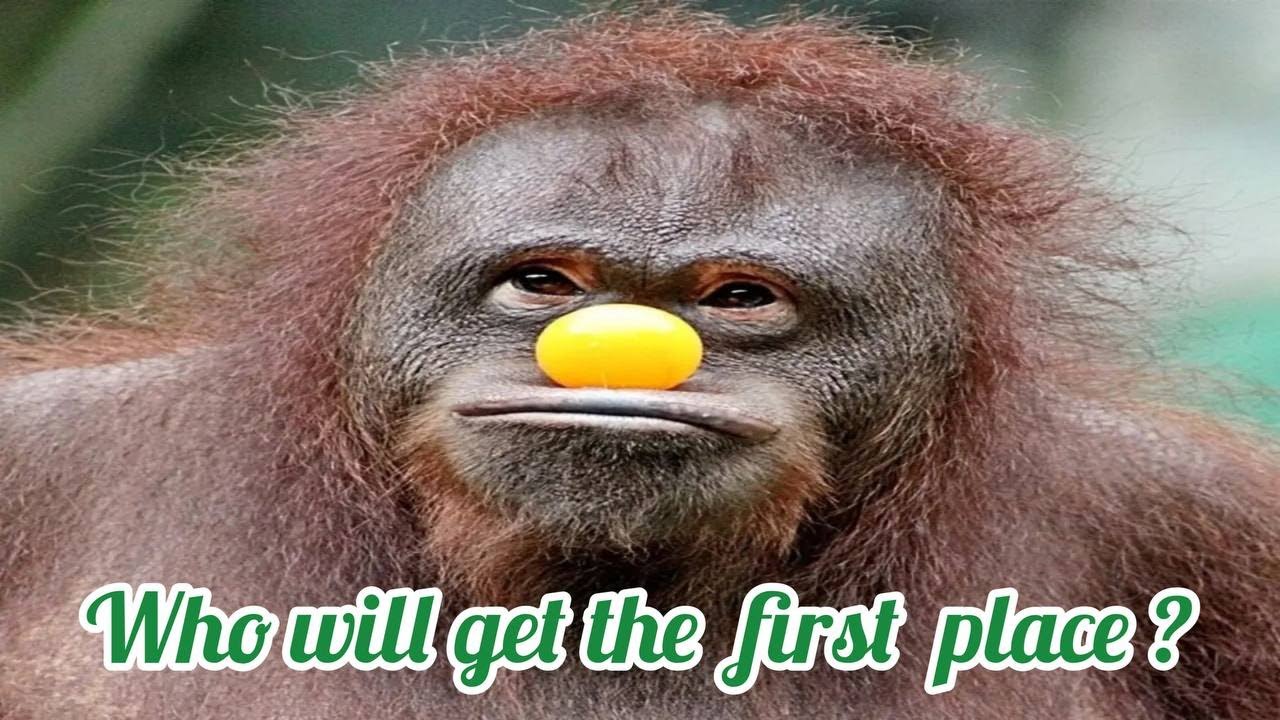 Top 5 Funny Monkeys - YouTube