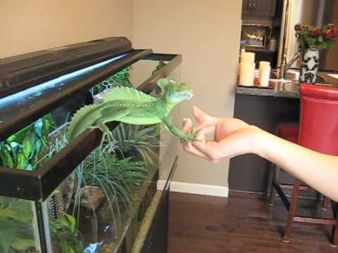 Green Basilisk As Pet