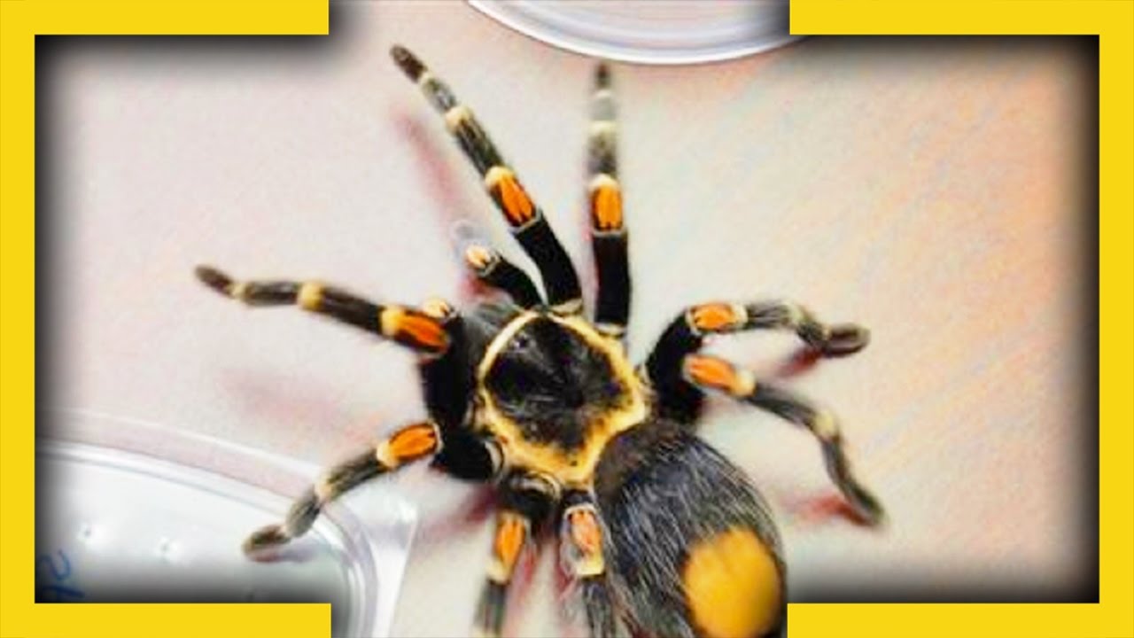 8 Weird Animals Found On Planes - YouTube