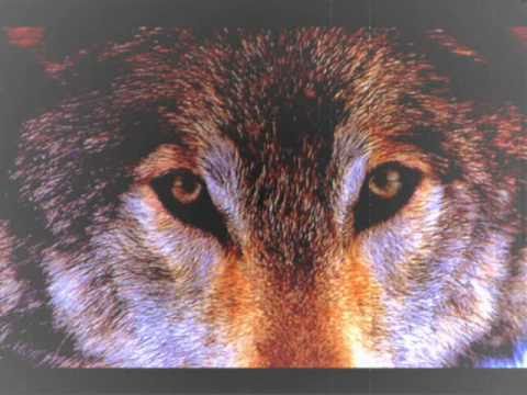 Katya Sanna - La Donna Lupo/Wolf Woman (da cd \