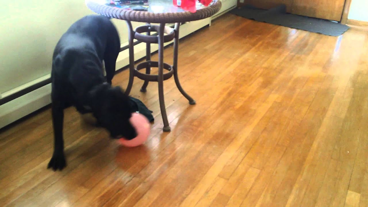 Our Labrottie Dog And A Balloon - YouTube