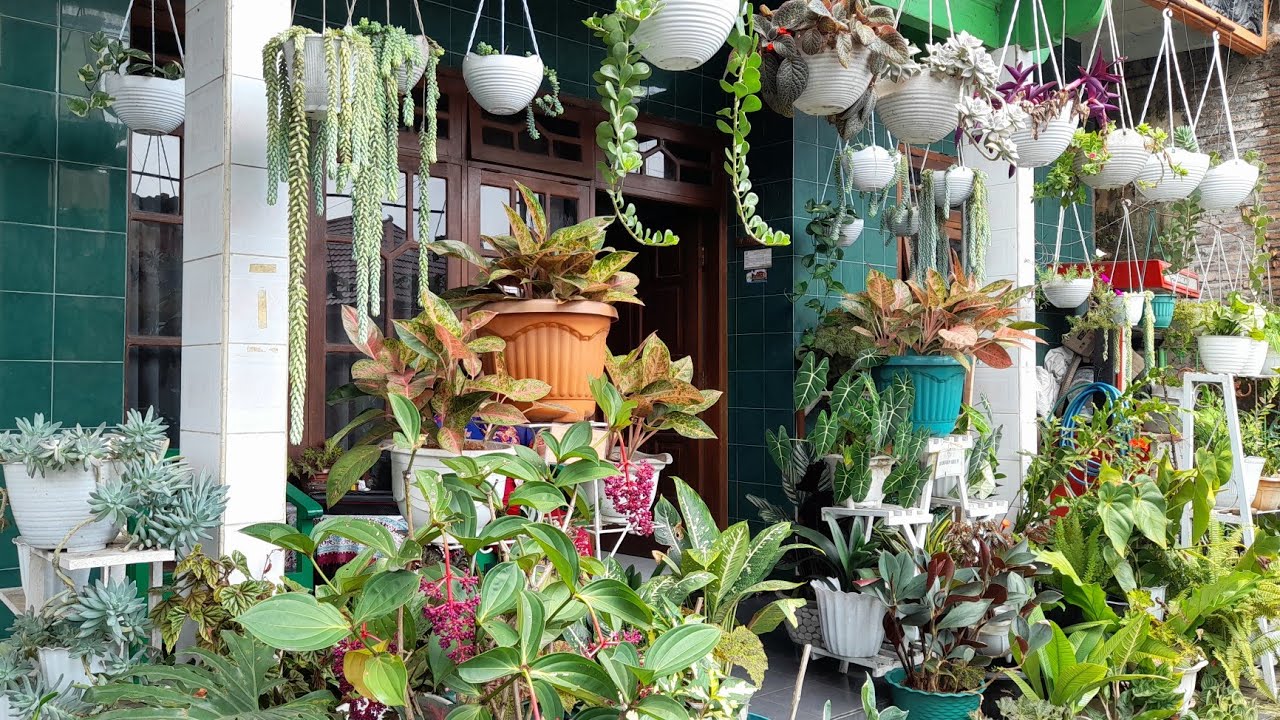 GREBEK RUMAH ASRI JALUR WISATA DIENG 🏡 BUNGA GANTUNG DAN RAK BUNGANYA ...