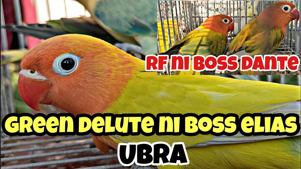 tiangge ng mga ibon sa bocaue#green delute ni boss elias#Red factor ni ...