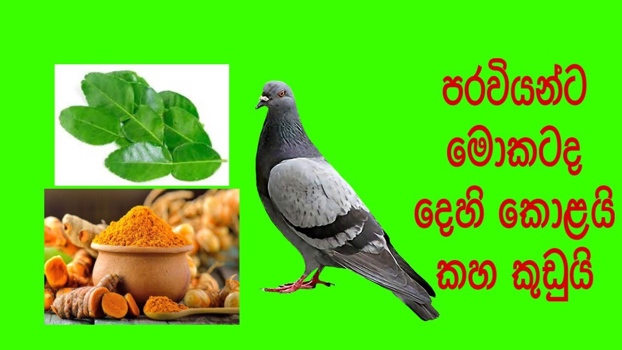 පරවියන්ට මොකටද දෙහි කොළයි කහ කුඩුයි ( Pigeon Srilanka ) Parawi - YouTube