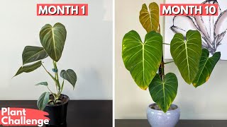 I grew this plant as FAST AS POSSIBLE