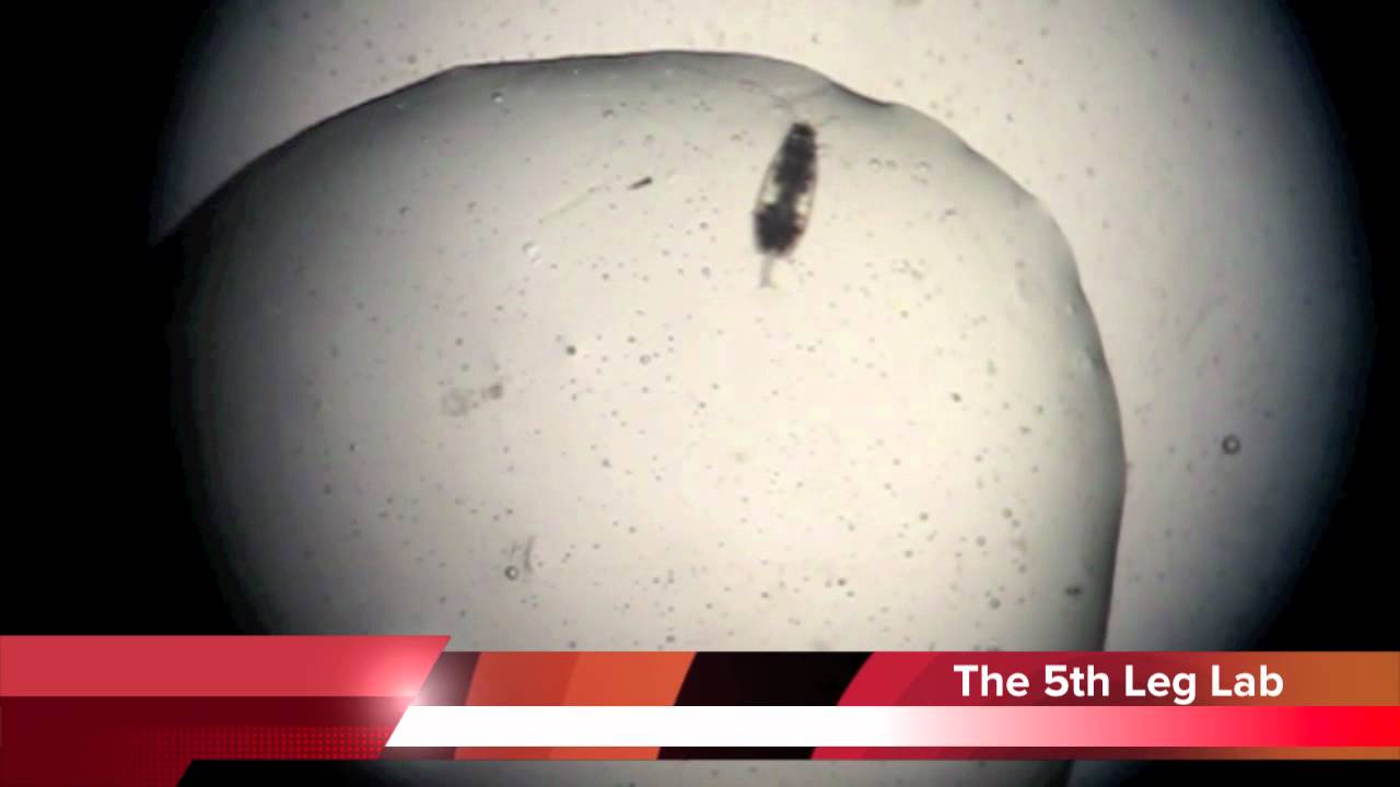 Copepod current feeding - YouTube